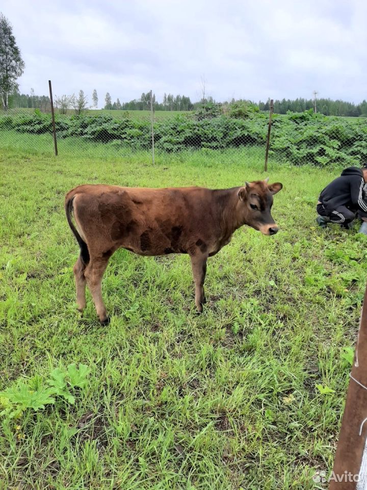 Телочка Джерси