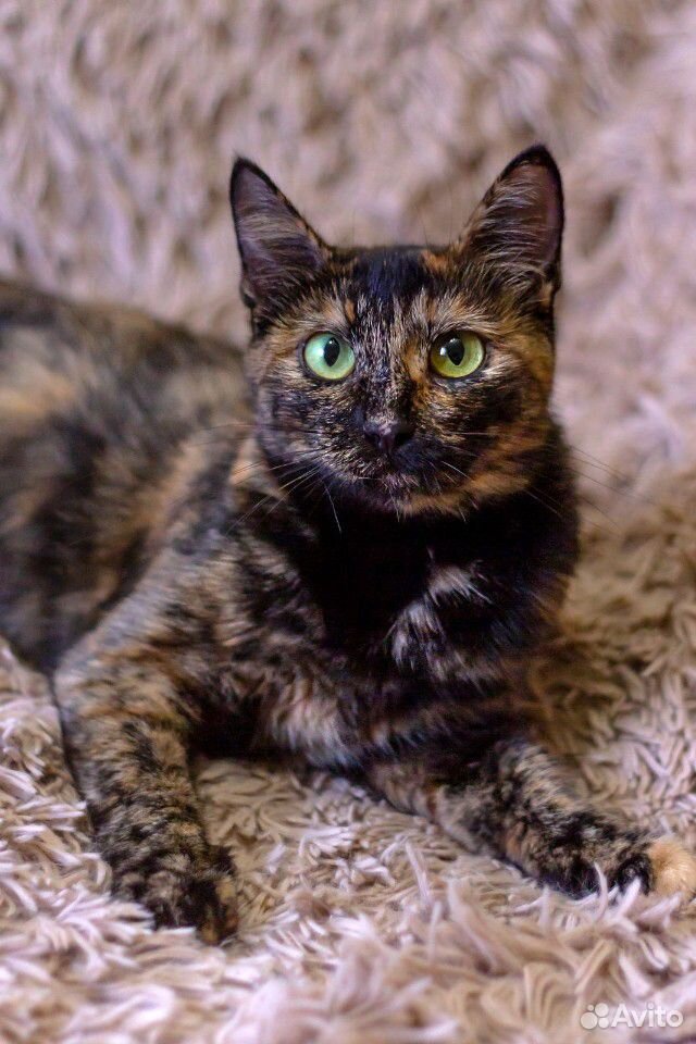 Отмеченная солнцем