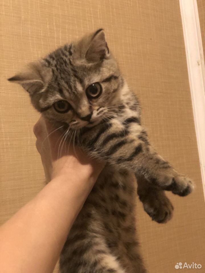 Британская кошка