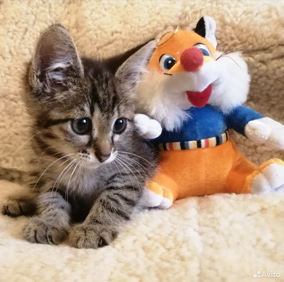 Котенок, который принесет счастье
