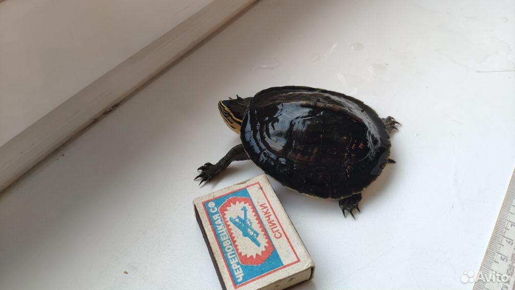 Черепаха водяная