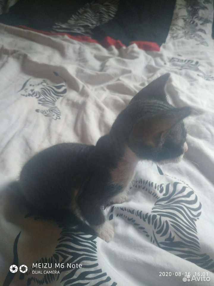 Продоются Канадский сфинкс мальчик и девочка котят