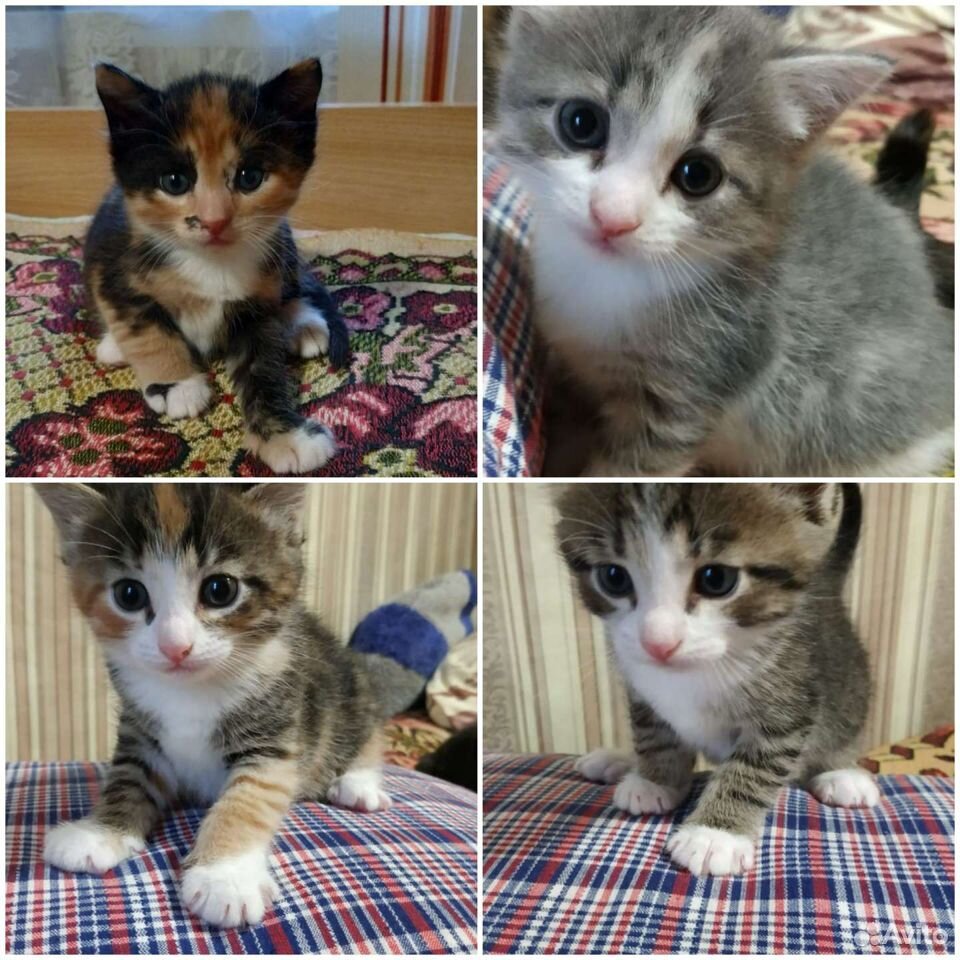 Мы котятки - высший класс