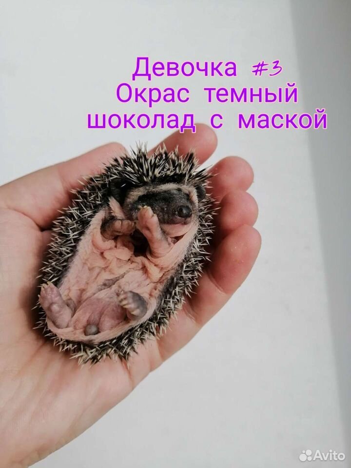 Африканский еж ёжик Ежата
