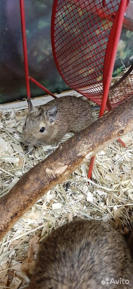 Дегу,девочка 3 мес