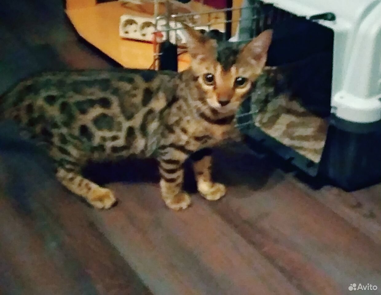 Бенгальская кошечка