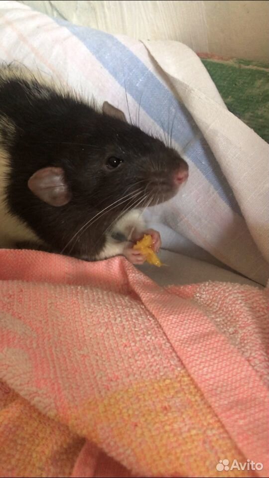 В добрые руки крысёнок