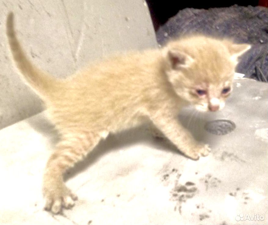 Котята домашние. 1мес. От умной кошки