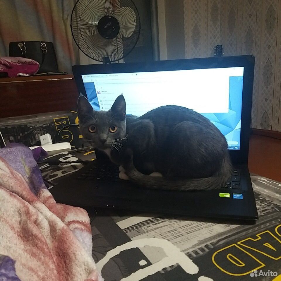 Котенок