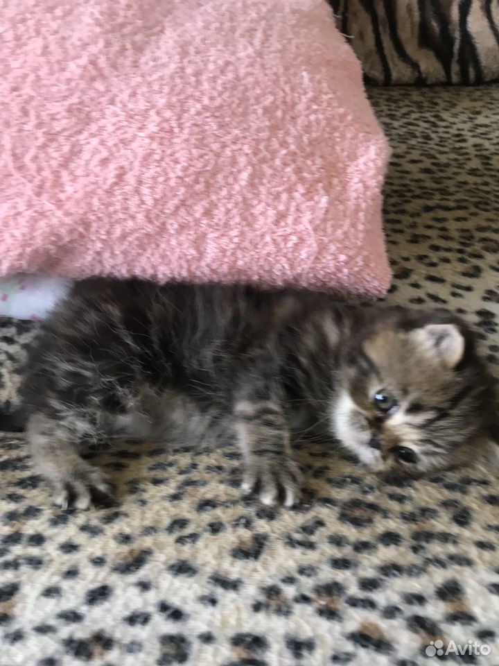 Экзотический котик, 1,5мес