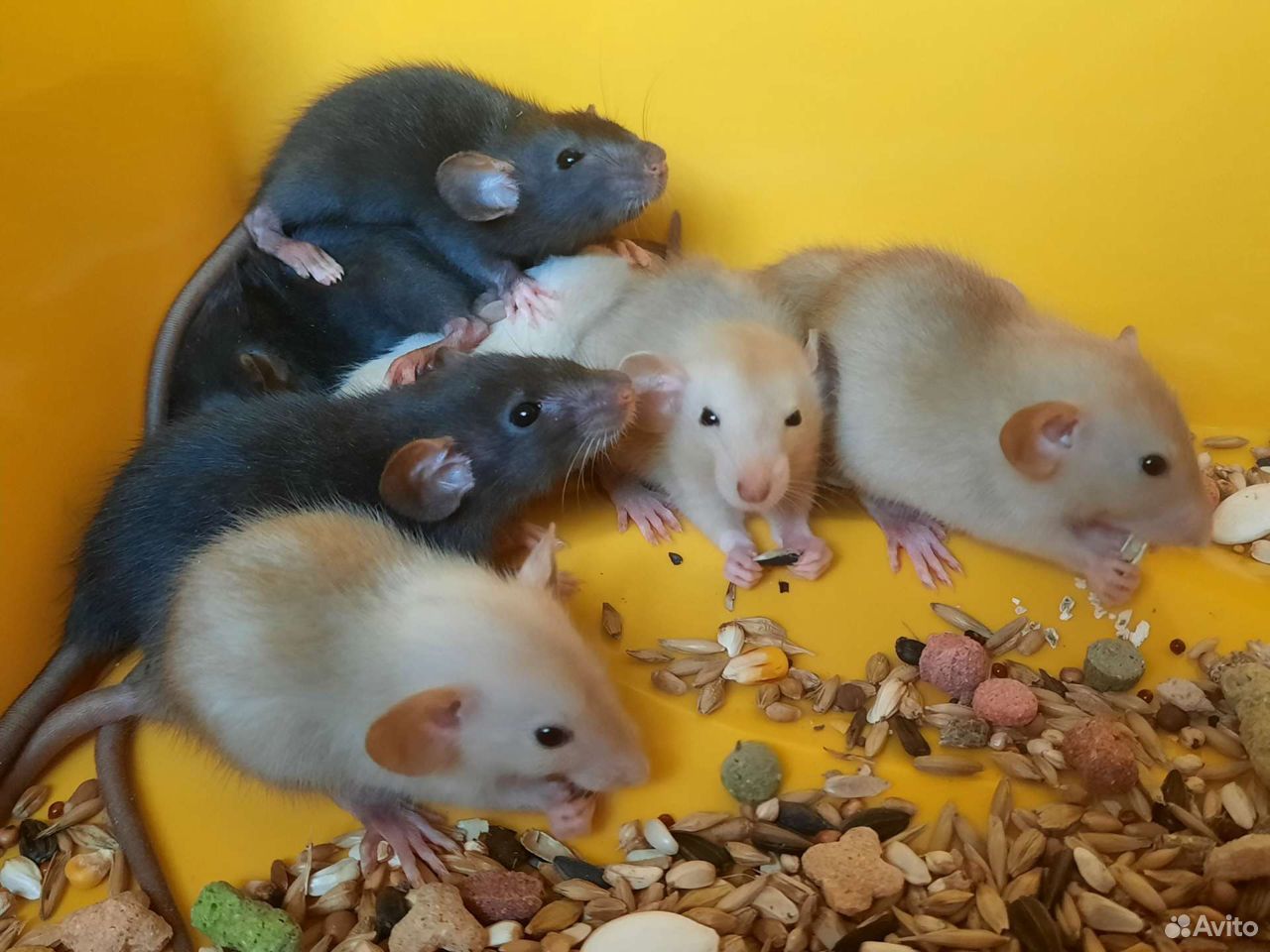 Крысята Дамбо (месяц)