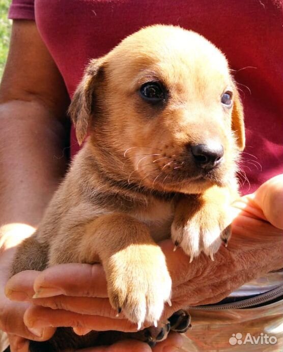Щеночек малышочек в добрые руки