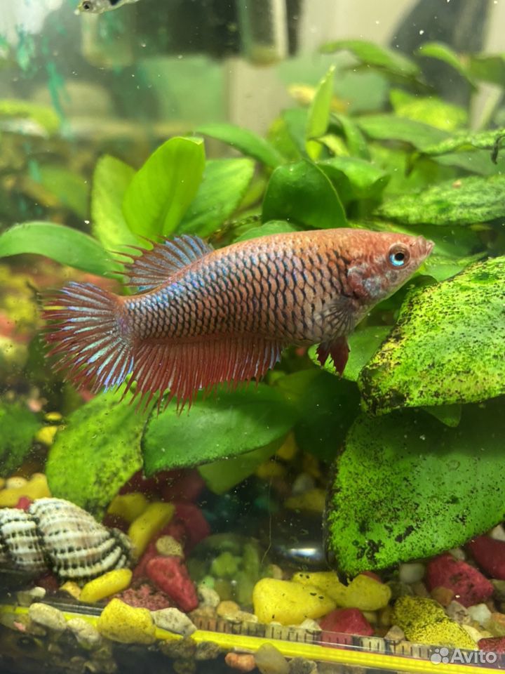 Петушок самка