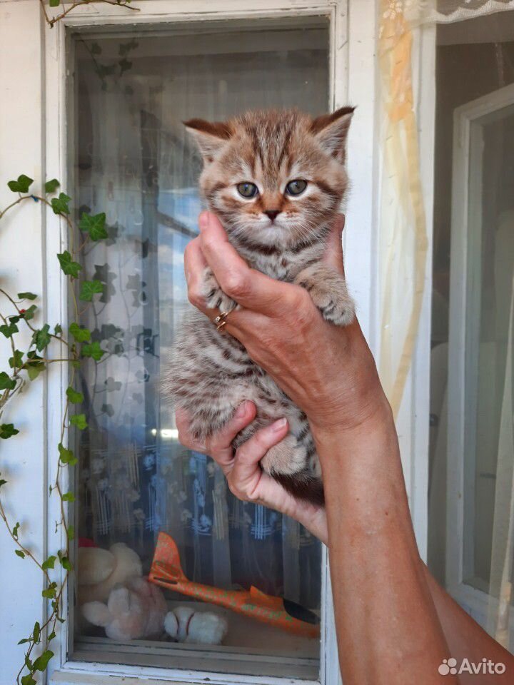 Шотландский пушистый страйт прямоушка