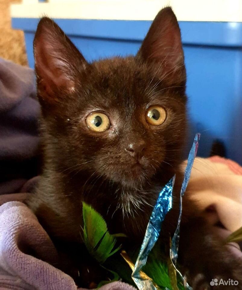 Ласковая пантера Лера