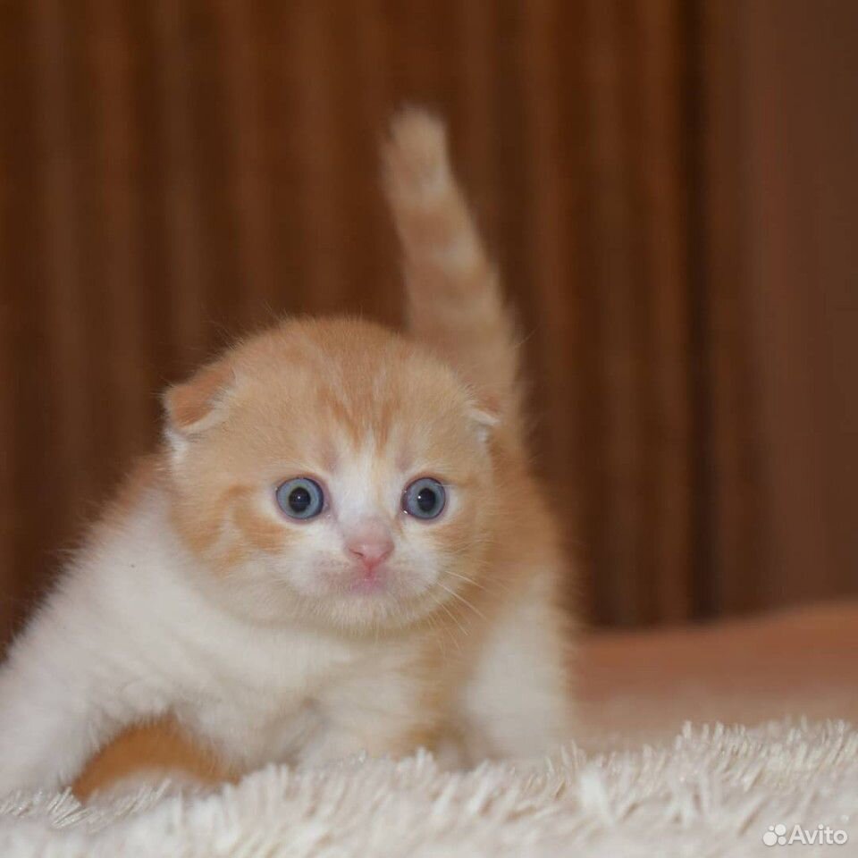 Рыжий котик-мягкий животик