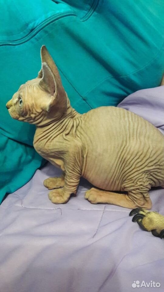 Продается мальчик канадского сфинкса