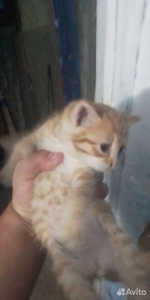 Кошка,кот