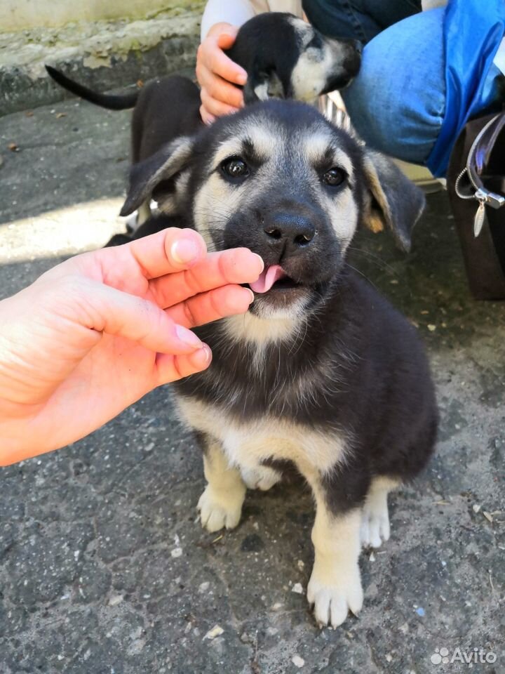 Щенки ищут дом