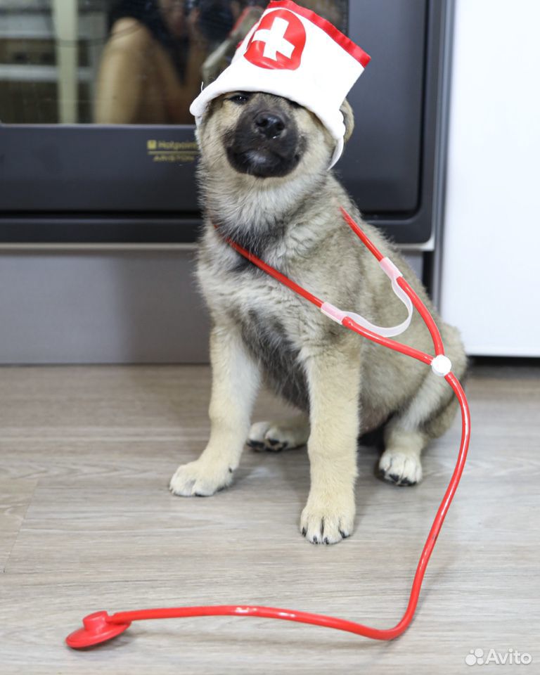 Щенок в добрые руки, бесплатно