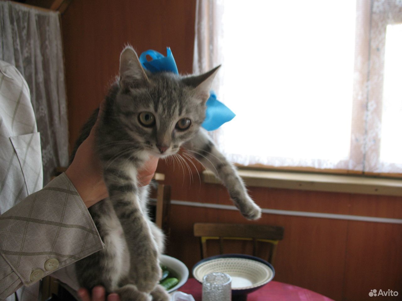 Котенок в добрые руки