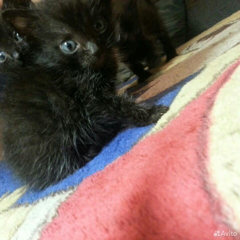 Милые Котята