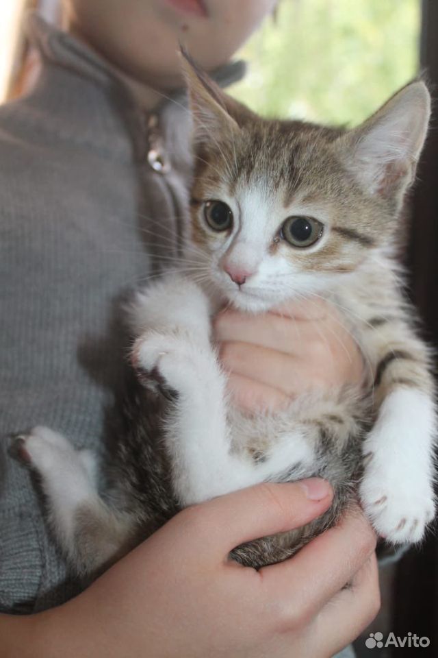 Кошка