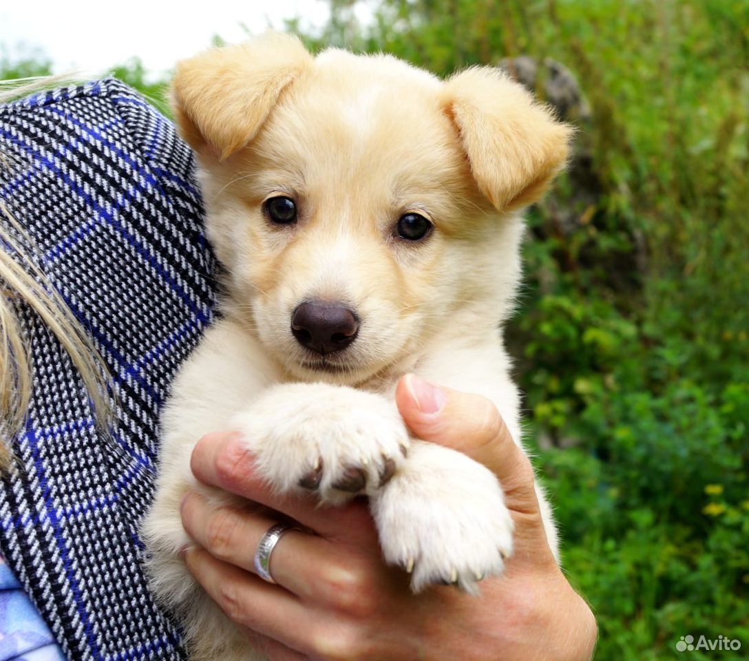 Щенок Пушинка, девочка 2 месяца