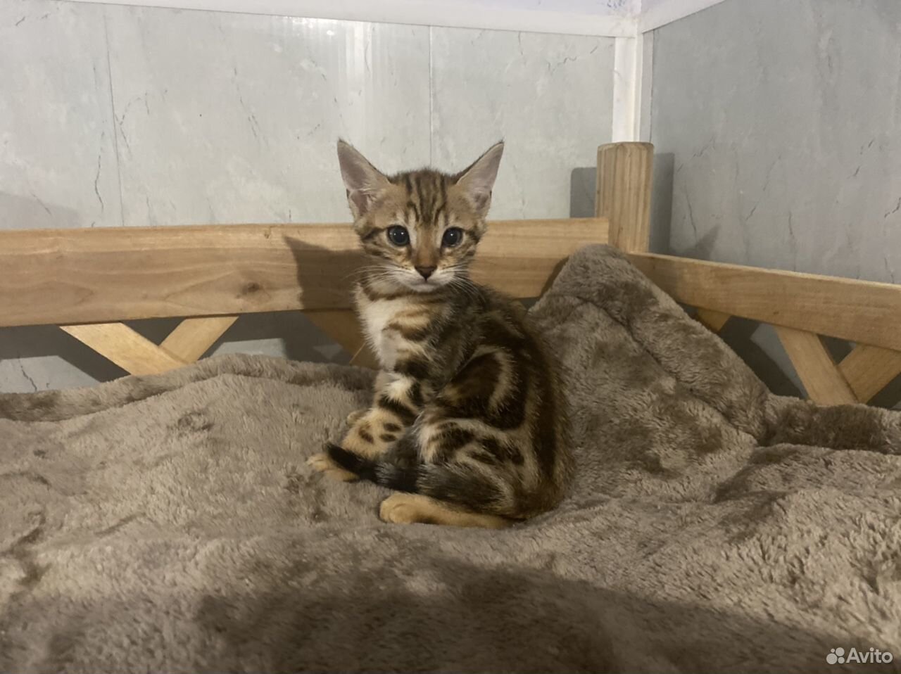 Чаузи Ф3 кошечка