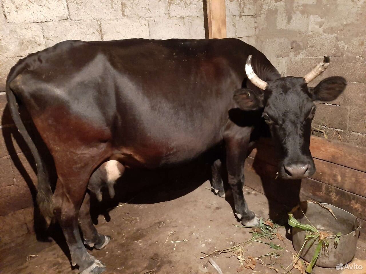 Дойная корова