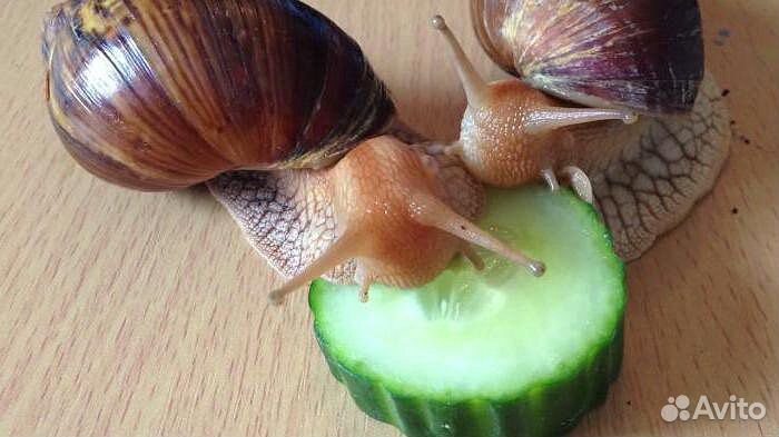 Улитка ахатина