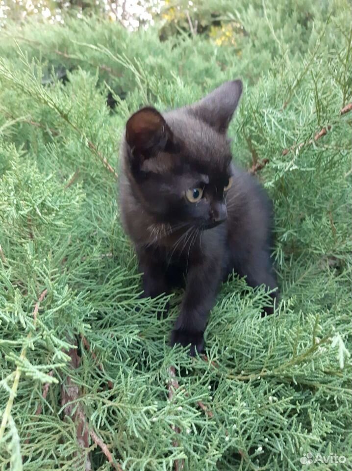 Котёнок