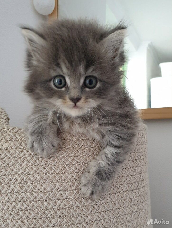 Котенок метис