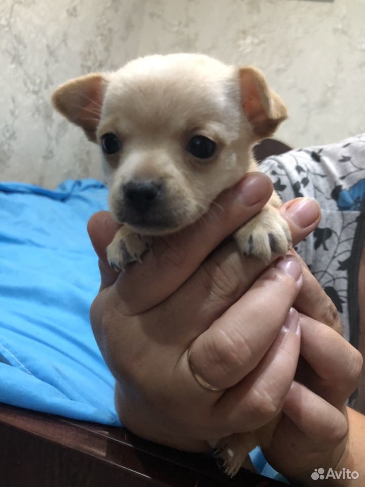 Щенок чихуахуа