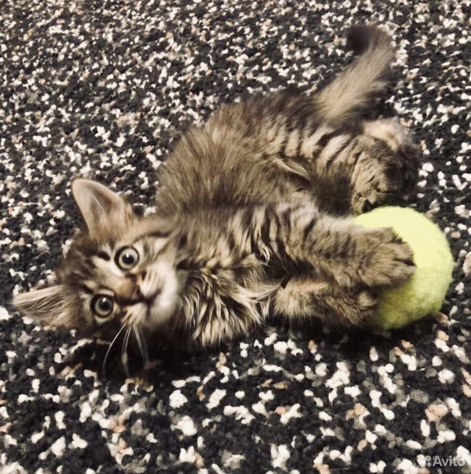 Котёнок / Рысёнок