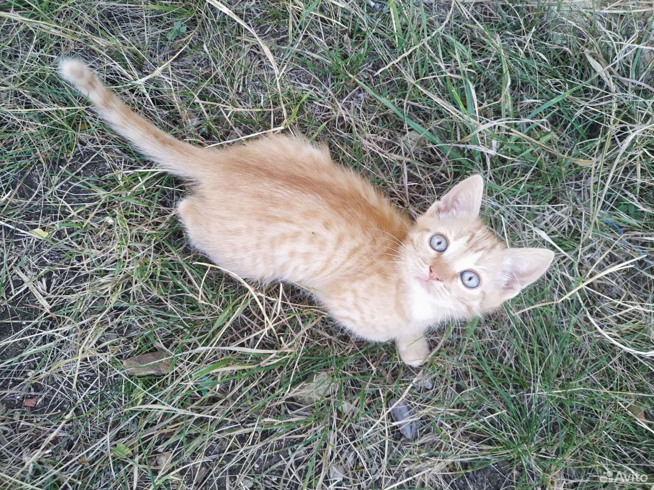 Котнок рыжий