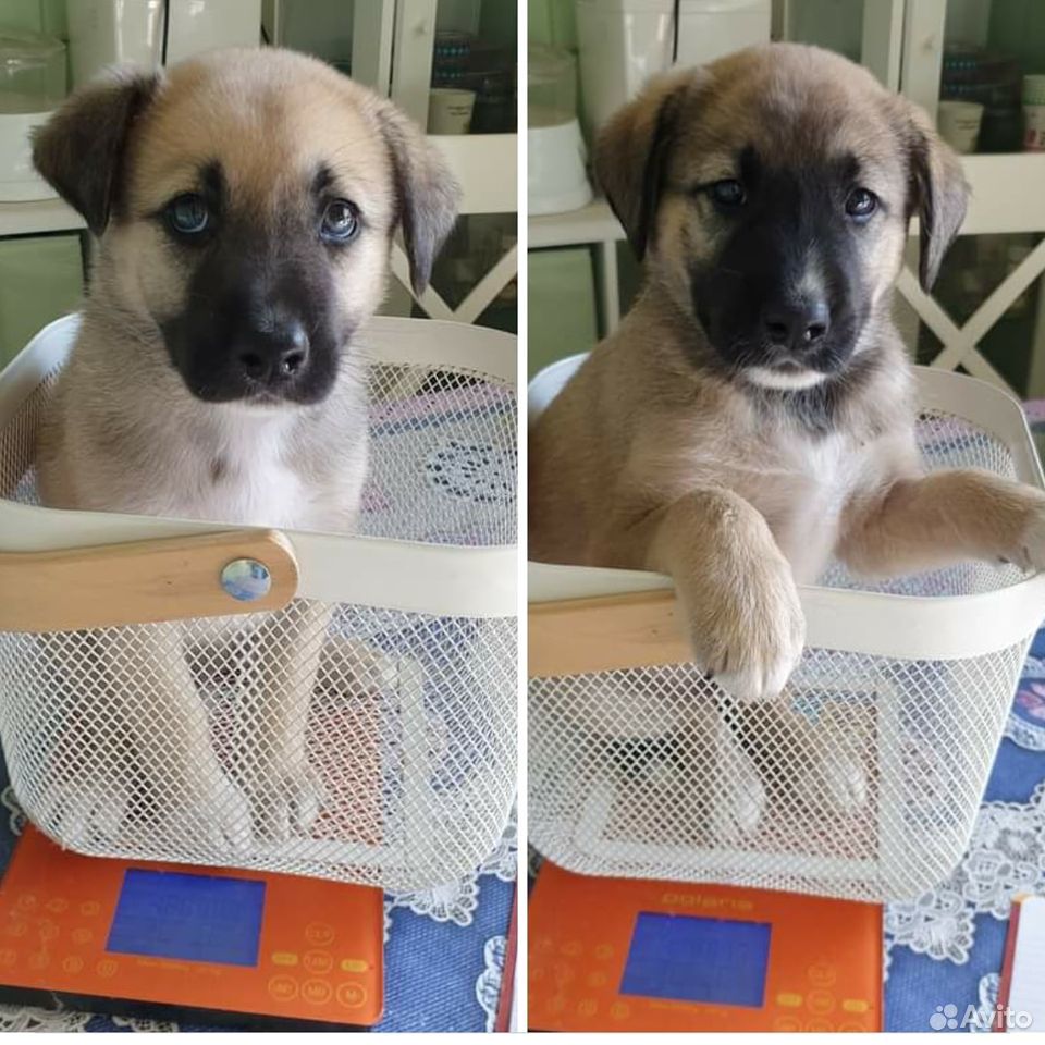 Лея и Мартин ищут дом