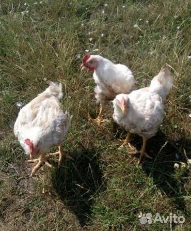 Куры бройлеры