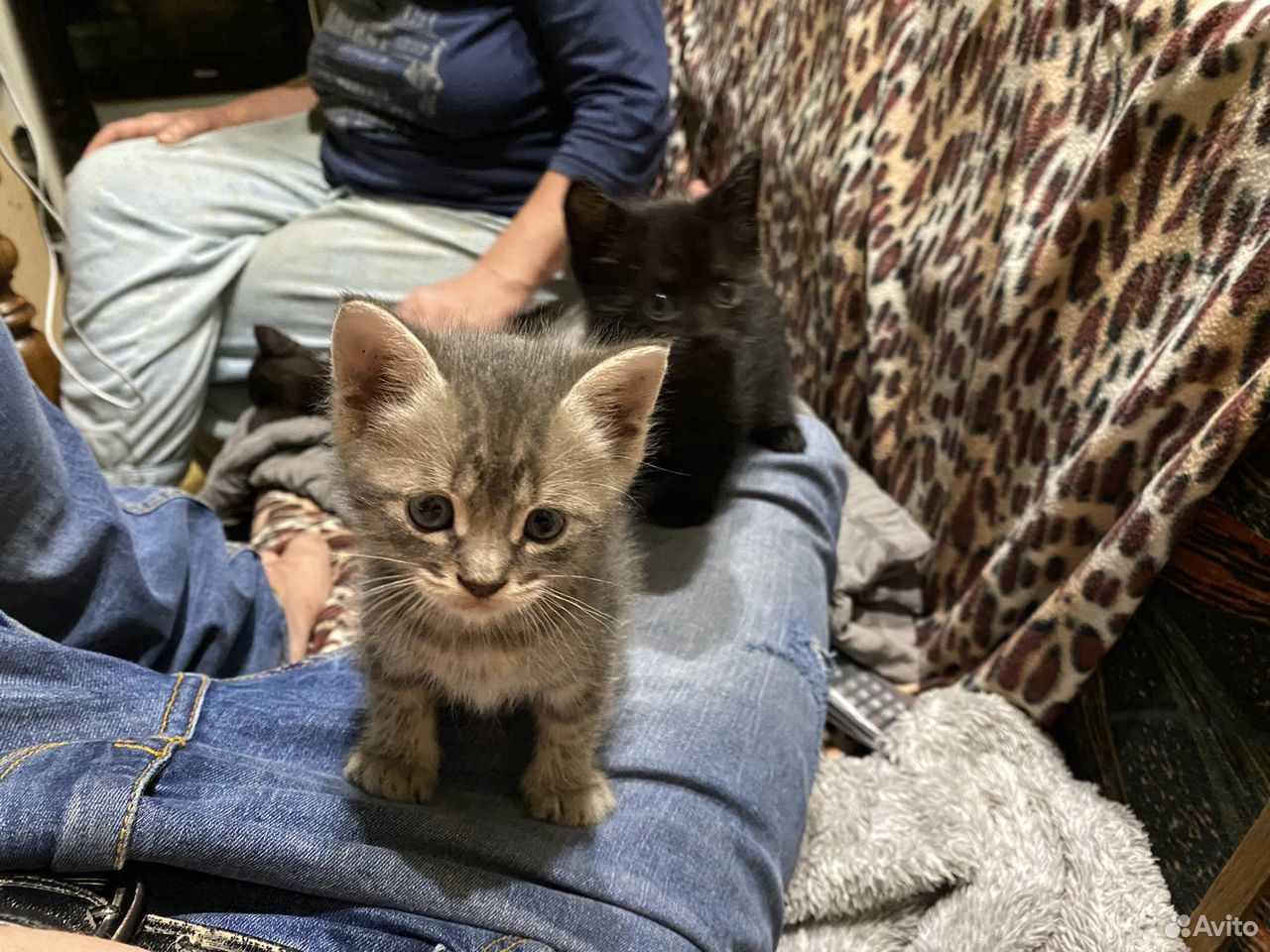 Отдам в очень добрые руки троих котят