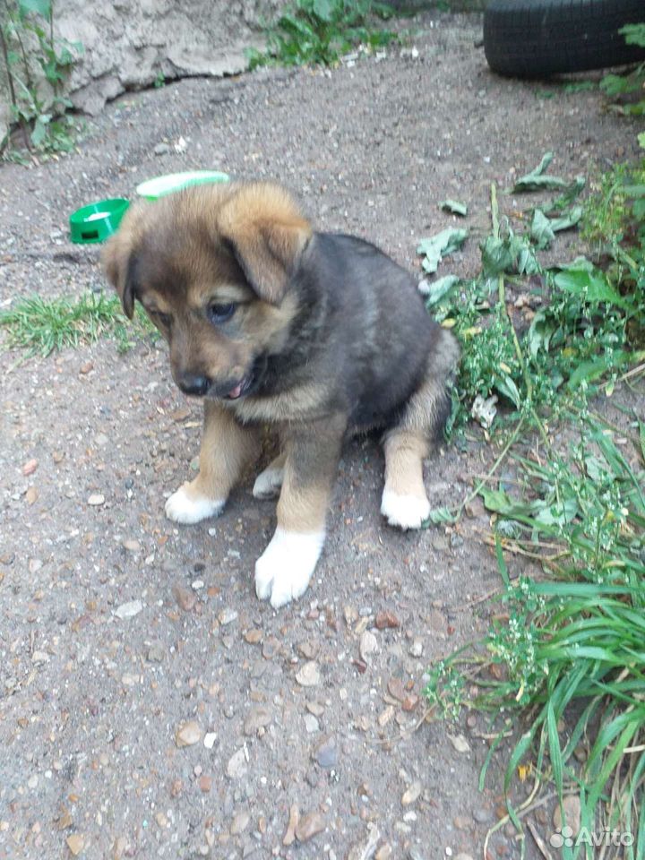 Собака. Щенок. Щеночек. Сука