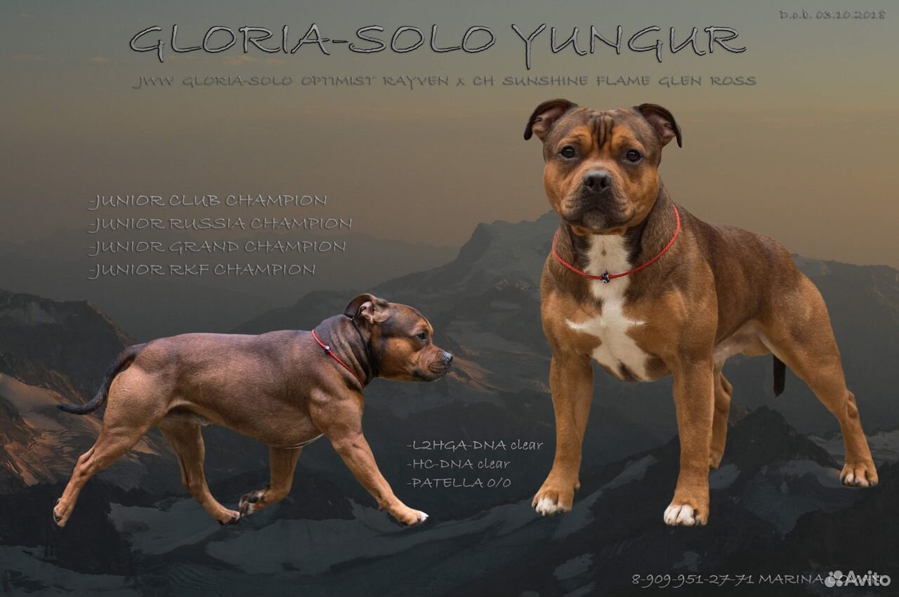 Стаффордширский бультерьер вязка