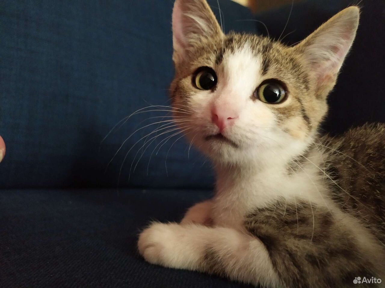 Котнок (2.5 месяца)