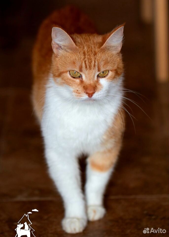 Малышка Голди ждёт своего человека