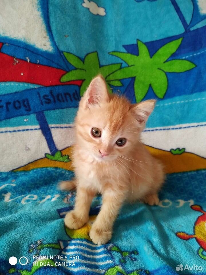 Котенок (кот)