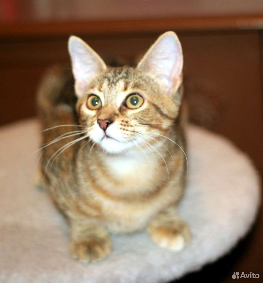 Котенок ласкуша