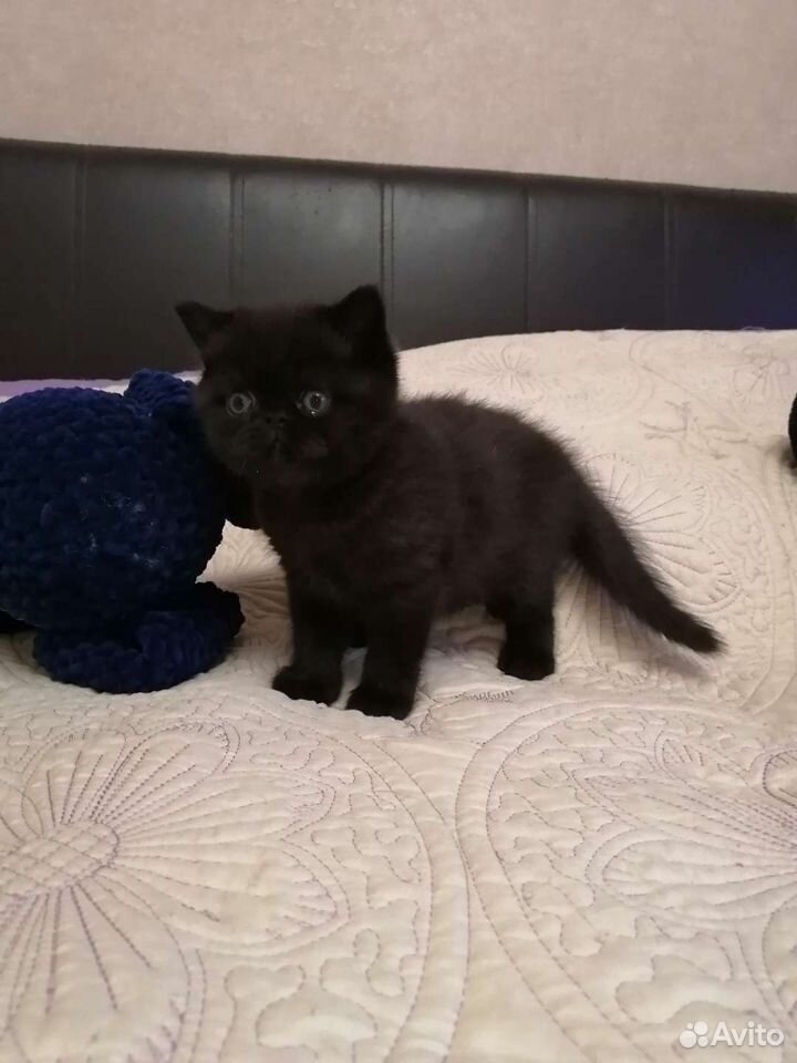 Экзотическая