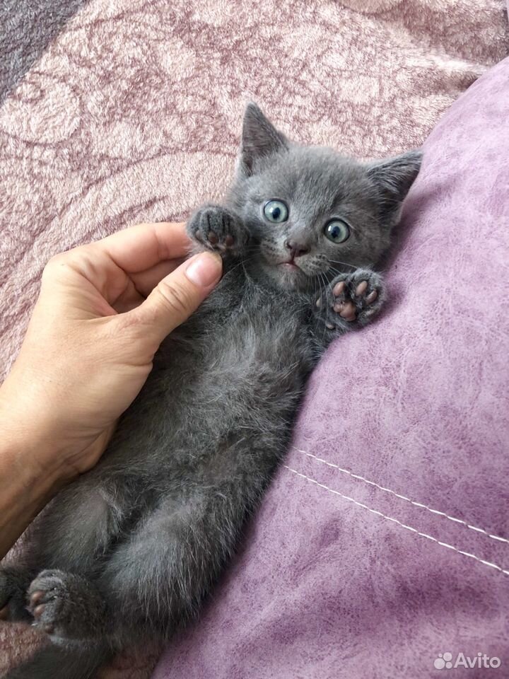 Милый котёнок