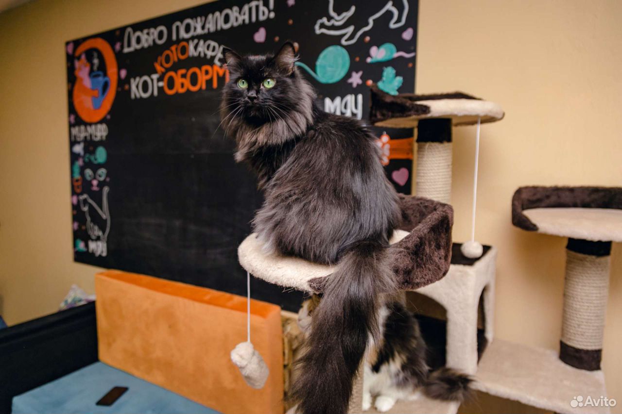 Мэри ищет дом