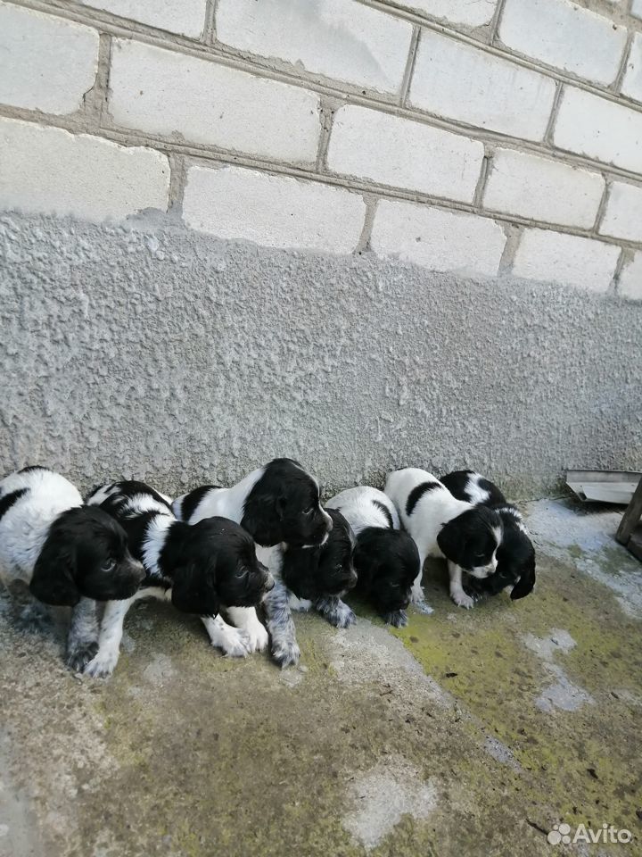 Продаются щенки Русского охотничьего спаниеля