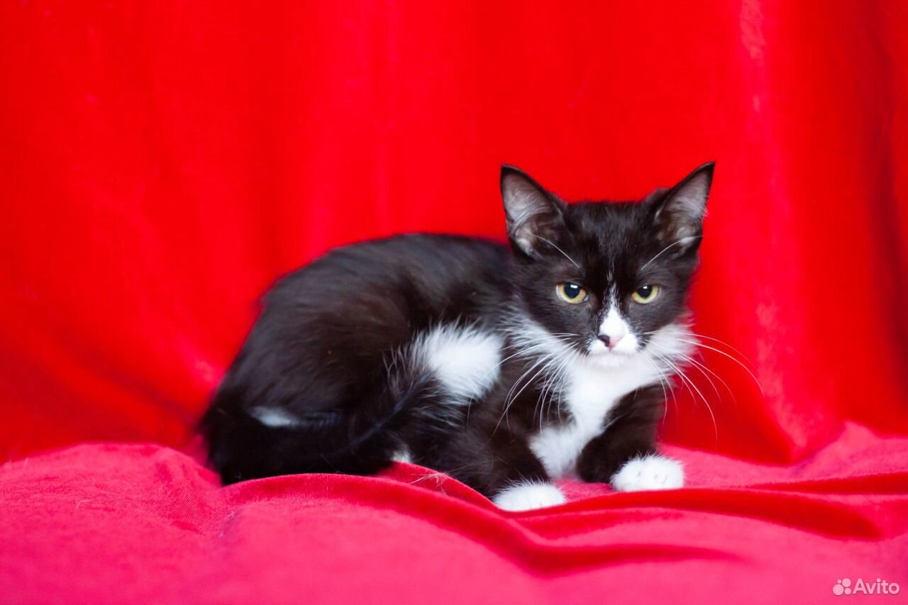 Котёнок Генри, 4 месяца